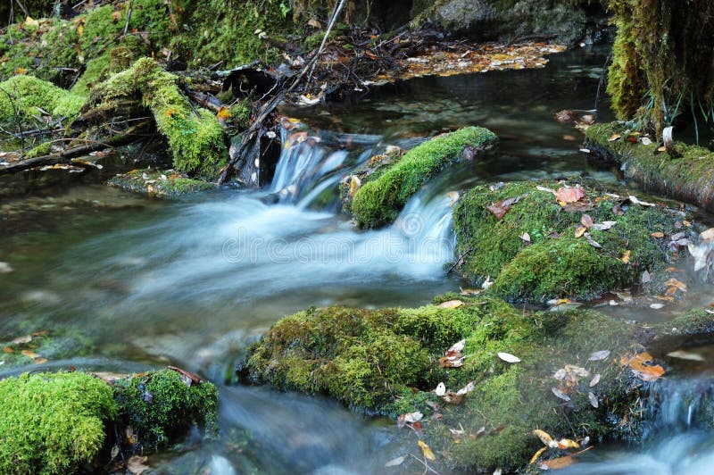 Forest stream stock image. Image of creek, balance, metaphor - 13245503