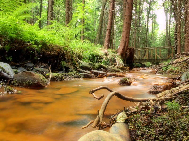 Forest stream stock image. Image of leaf, grass, landscape - 15407211