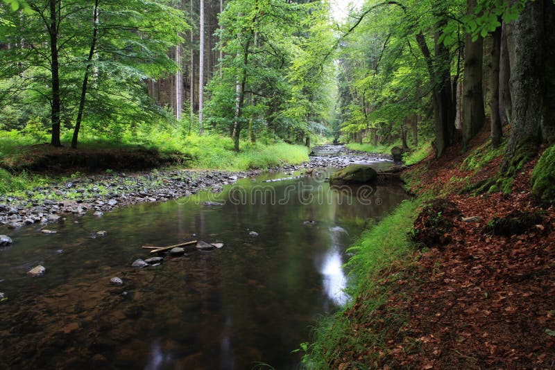 Forest stream stock image. Image of rock, fresh, environmental - 20713789