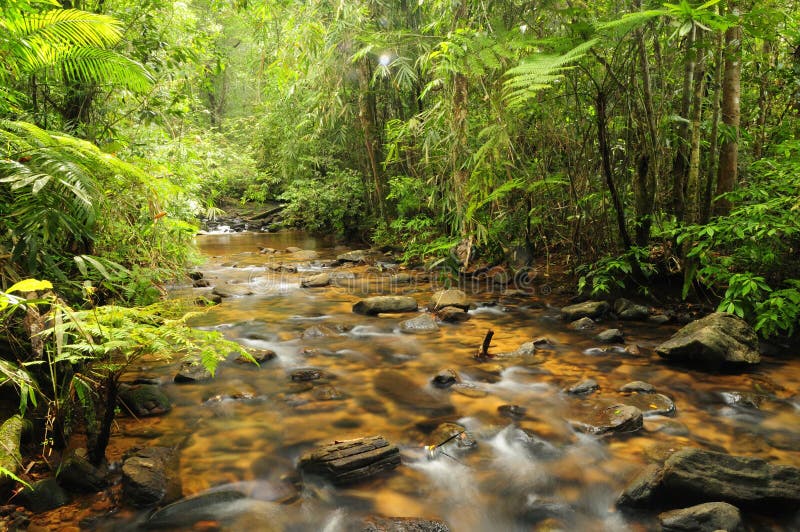 Forest stream stock photo. Image of stream, secluded - 22248198