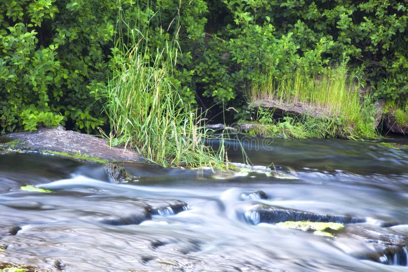 Forest Stream stock photo. Image of grass, greenery, nature - 25767836