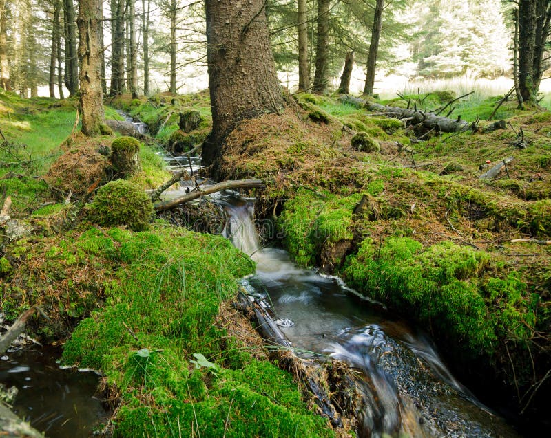 Forest stream stock photo. Image of burn, gill, outdoor - 28189904