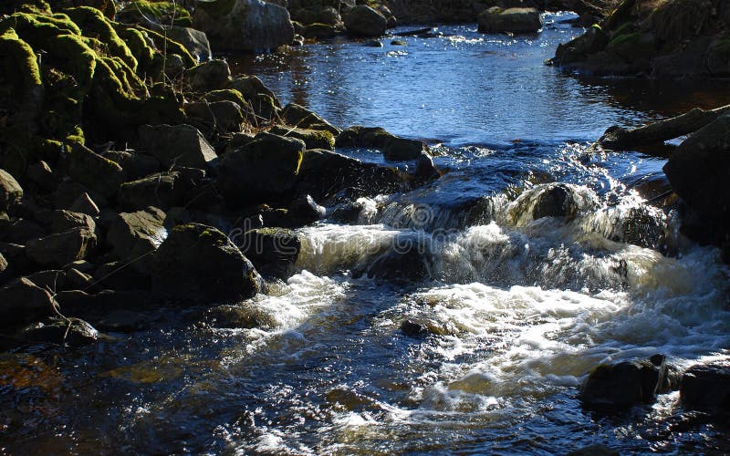 Forest Stream stock photo. Image of environment, beautiful - 4414704