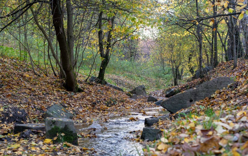 Forest Stream in the Autumn Forest. Leaf Fall, River with Large ...