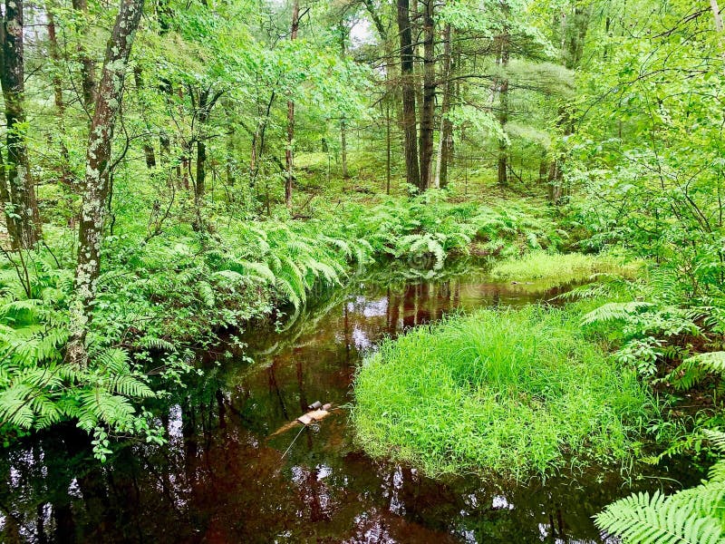 Forest Stream Background stock image. Image of stream - 188504451