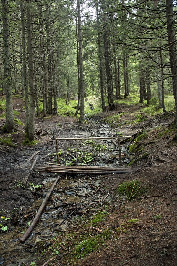 Forest Stream with Bridge through Him . Enchanted Forest. Beautiful ...