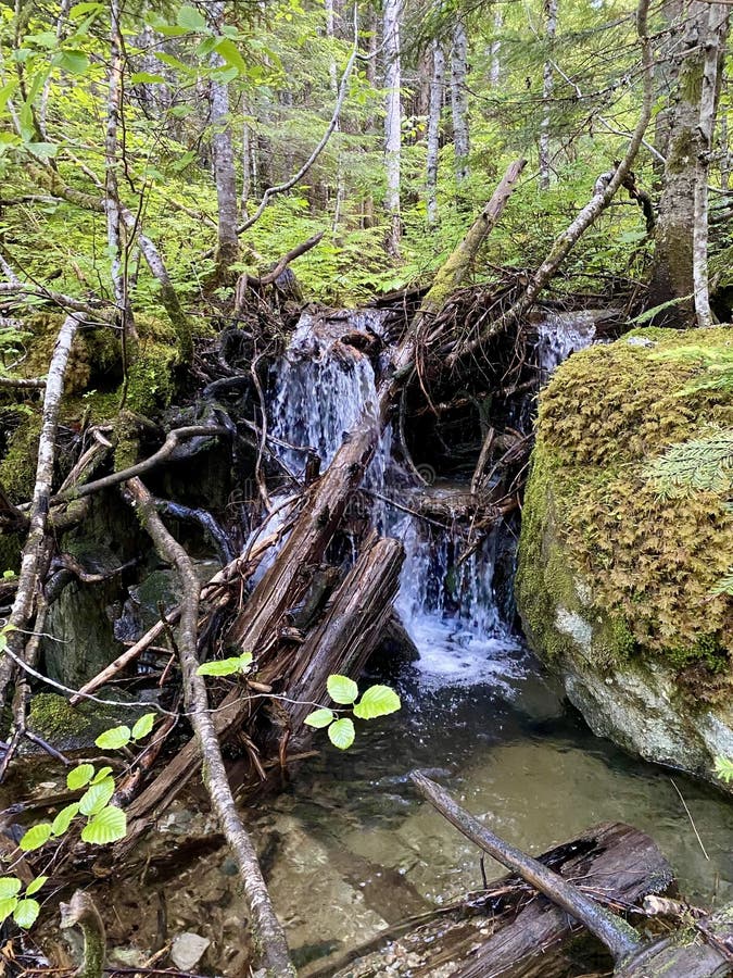 Forest Stream Cascading Over Fallen Logs Stock Photo - Image of ...