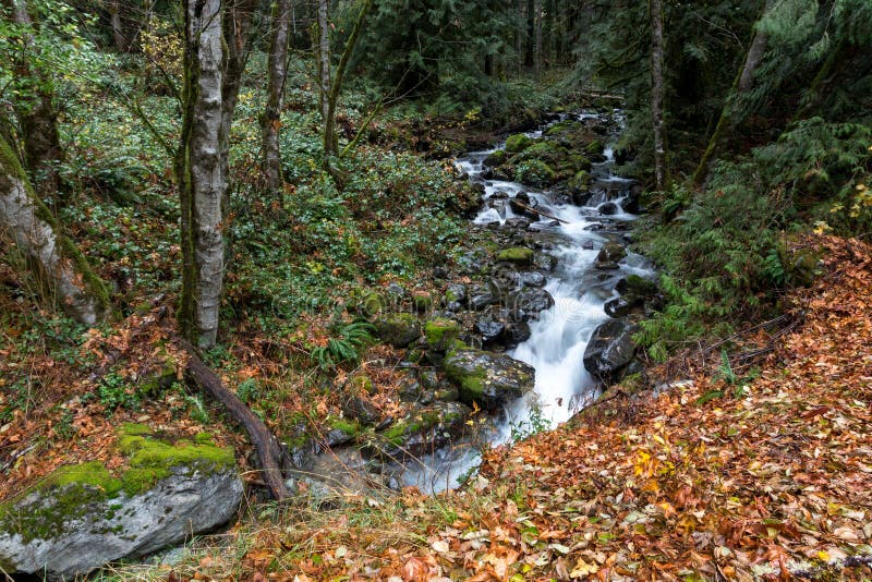 Forest stream stock photo. Image of exploration, forest - 80056324
