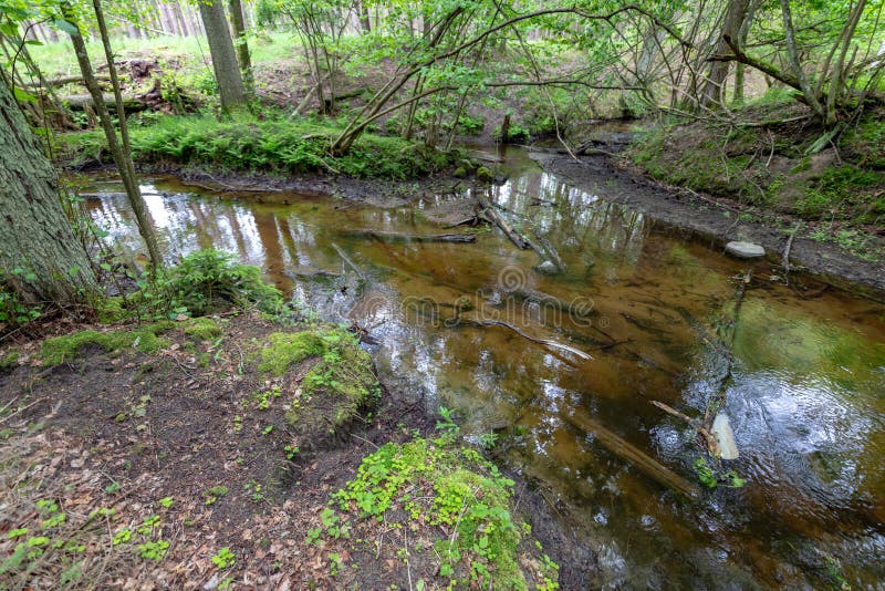 A Forest Stream in a Deciduous Forest. Water Stream Leading through a ...