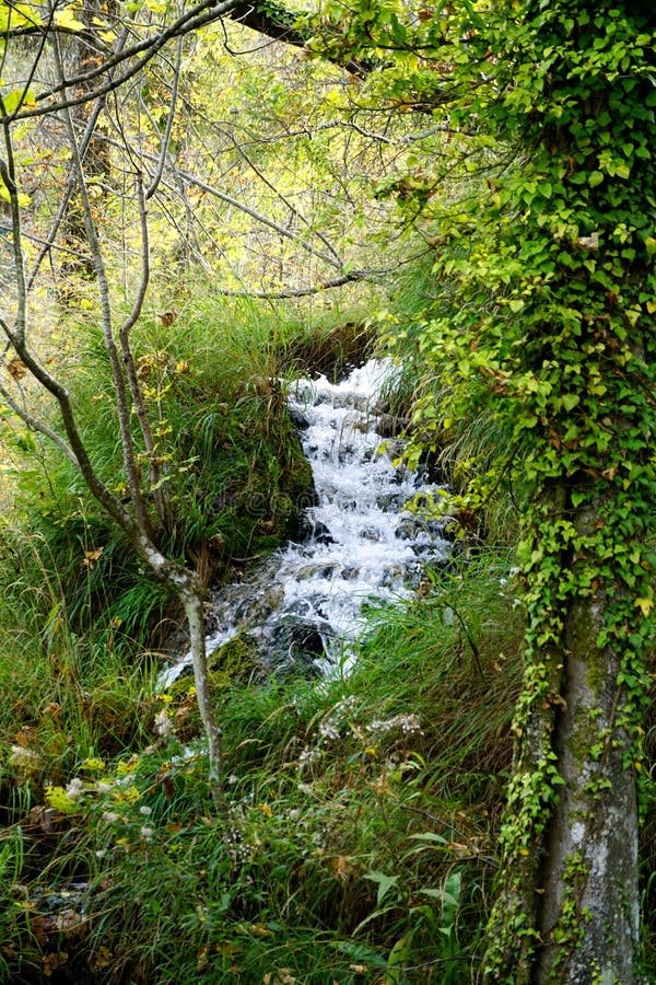 A Forest Stream in a Dense Jungle-like Autumn Forest Stock Photo ...