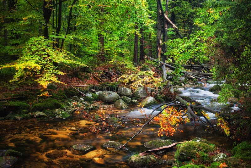 Forest Stream Scenery stock photo. Image of footpath - 16630298