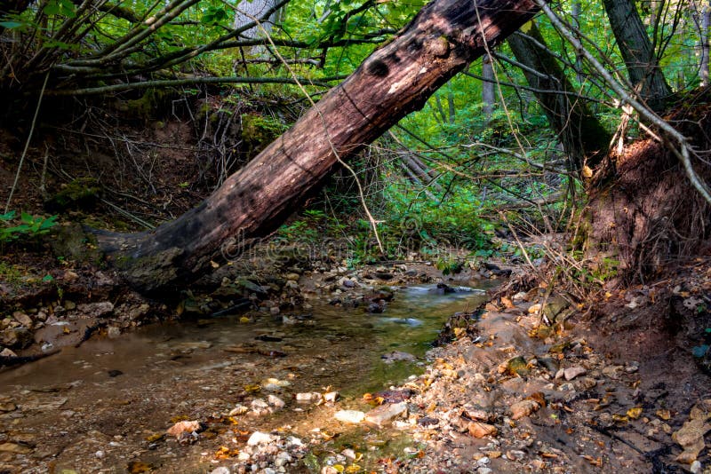 A Forest Stream and a Fallen Tree Stock Image - Image of water ...
