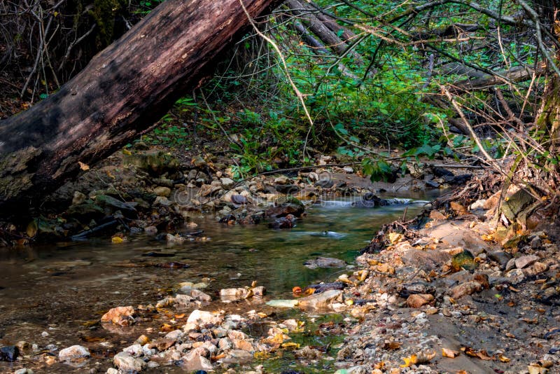 A Forest Stream and a Fallen Tree Stock Photo - Image of outdoor ...