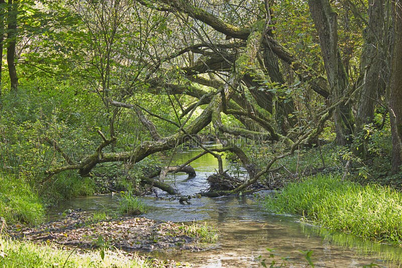 Forest Stream with Spring Flowers Stock Image - Image of nature, plant ...