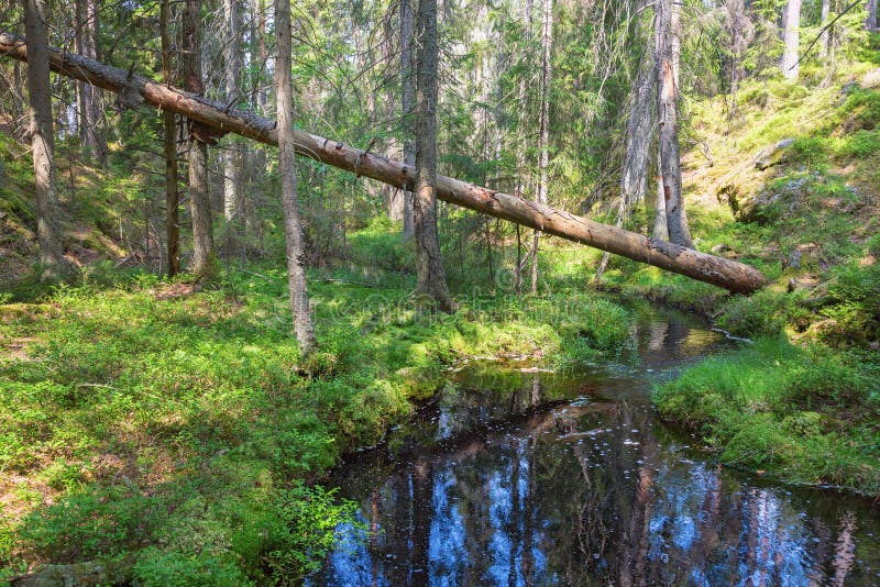 Forest stream stock photo. Image of scenic, moss, mossy - 60615716