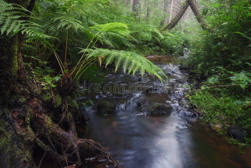 Forest stream with ferns stock photo. Image of green - 176011484