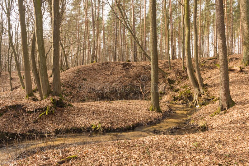 A Forest Stream Flowing through a Deep Ravine. Stock Image - Image of ...