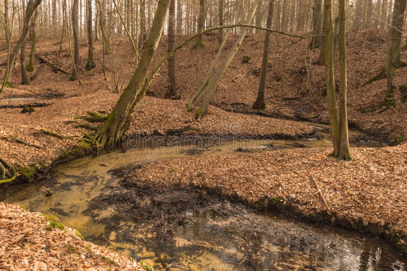 A Forest Stream Flowing through a Deep Ravine. Stock Photo - Image of ...