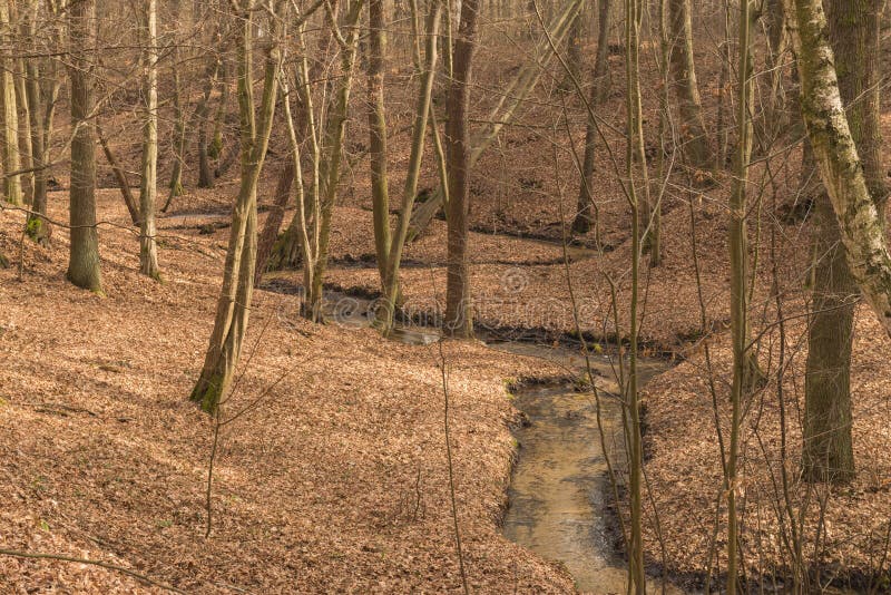 A Forest Stream Flowing through a Deep Ravine. Stock Image - Image of ...