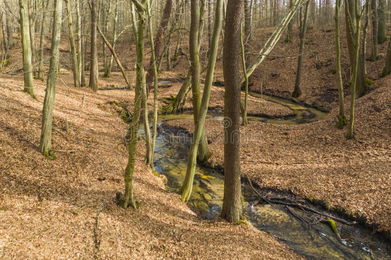 A Forest Stream Flowing through a Deep Ravine. Stock Photo - Image of ...