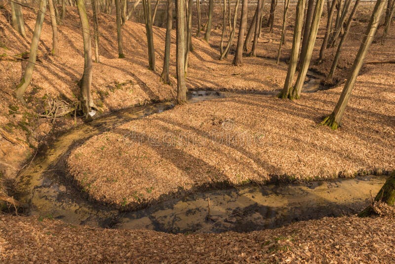 A Forest Stream Flowing through a Deep Ravine. Stock Photo - Image of ...