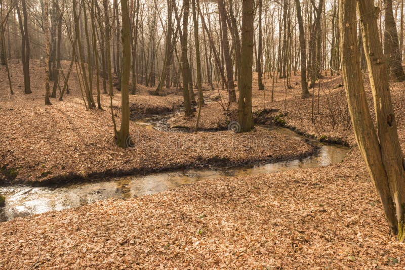 A Forest Stream Flowing through a Deep Ravine. Stock Photo - Image of ...