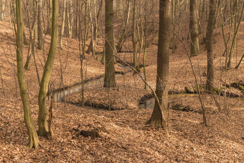 A Forest Stream Flowing through a Deep Ravine. Stock Image - Image of ...