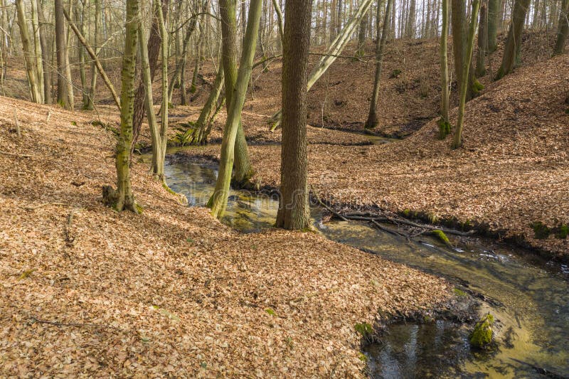 A Forest Stream Flowing through a Deep Ravine. Stock Photo - Image of ...