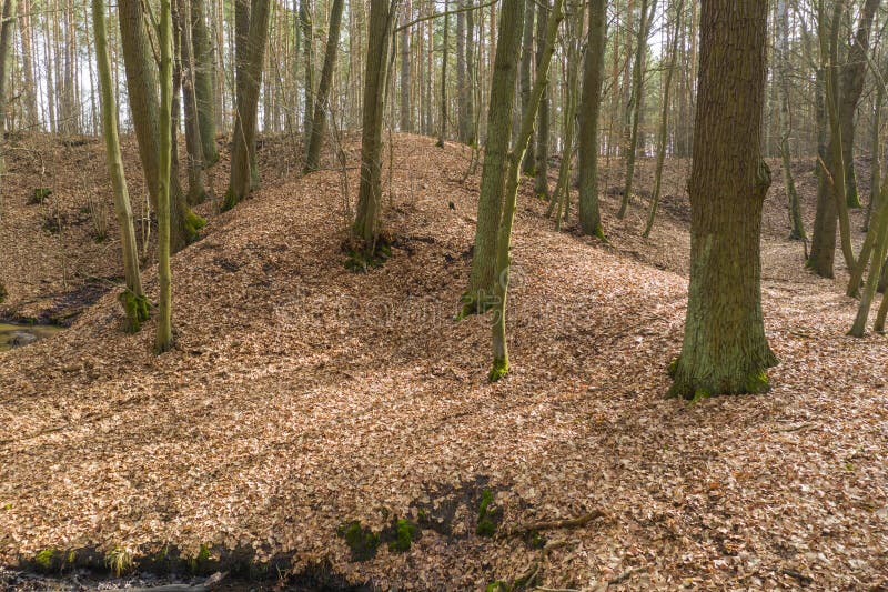 A Forest Stream Flowing through a Deep Ravine. Stock Photo - Image of ...