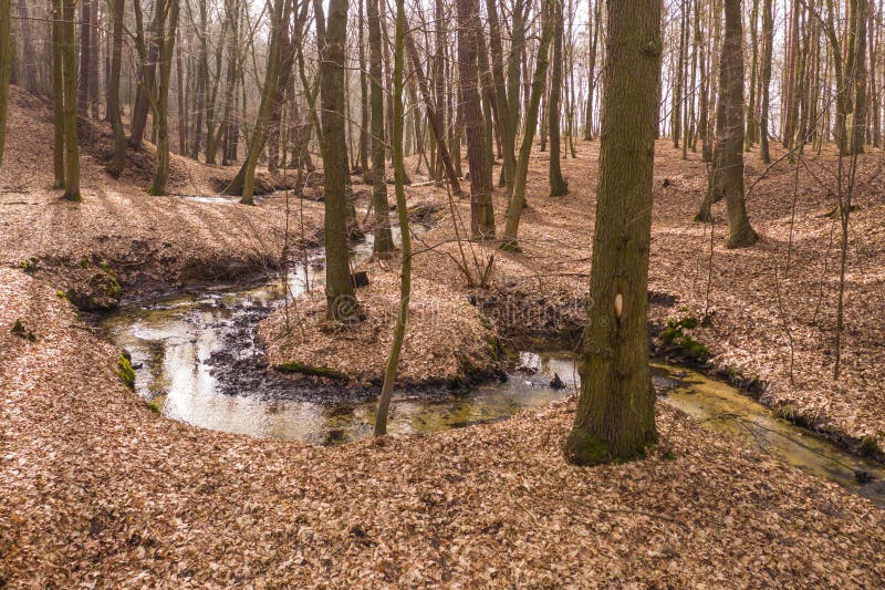 A Forest Stream Flowing through a Deep Ravine. Stock Photo - Image of ...