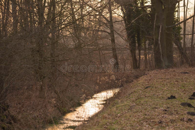 A Forest Stream Flowing through a Deep Ravine. Stock Photo - Image of ...