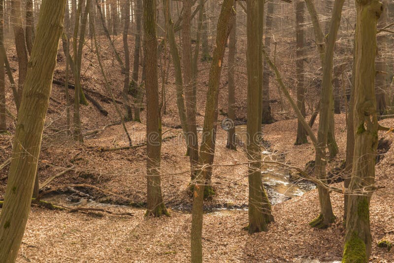 A Forest Stream Flowing through a Deep Ravine. Stock Photo - Image of ...