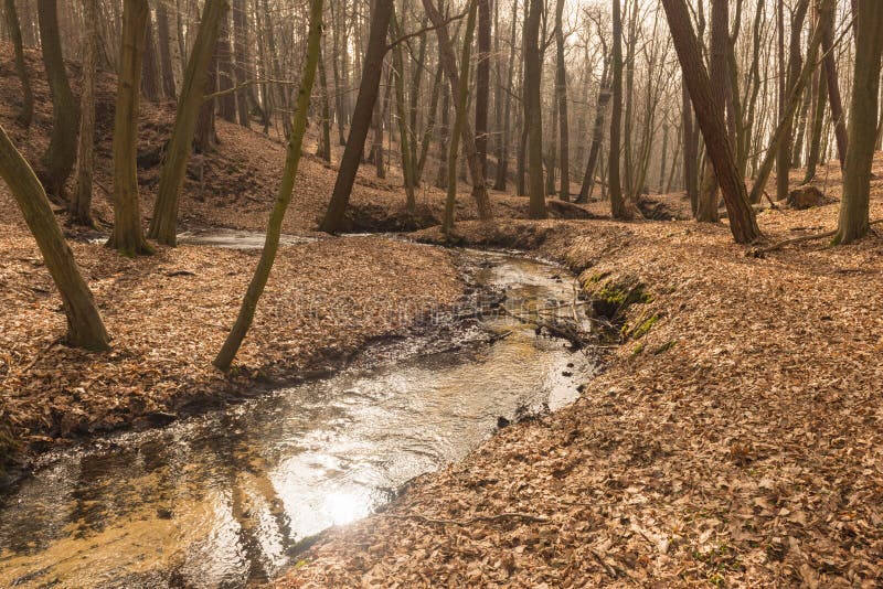 A Forest Stream Flowing through a Deep Ravine. Stock Photo - Image of ...