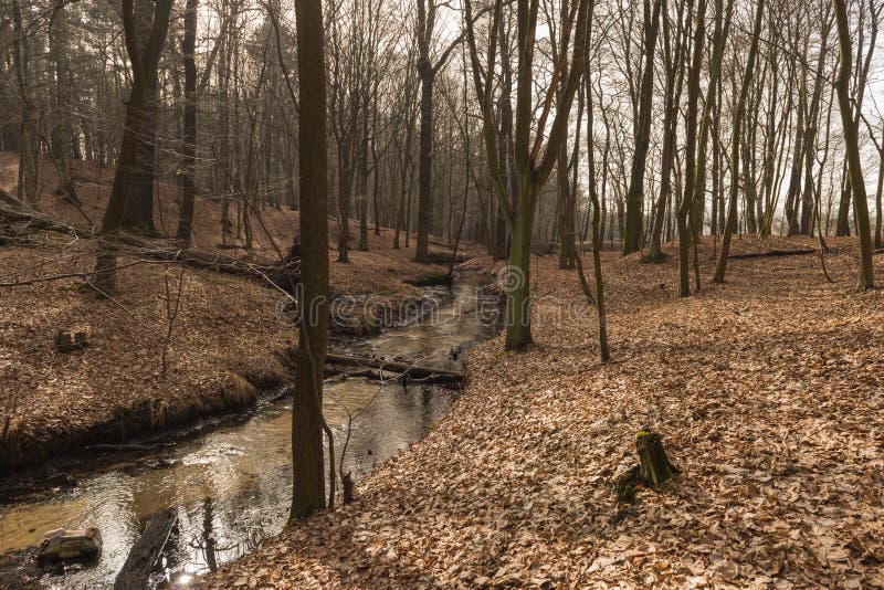 A Forest Stream Flowing through a Deep Ravine. Stock Photo - Image of ...