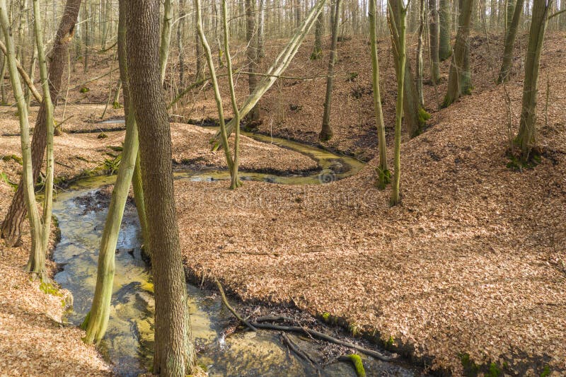 A Forest Stream Flowing through a Deep Ravine. Stock Image - Image of ...