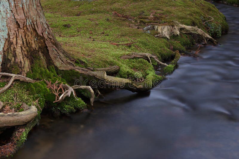 Forest Stream Flowing Past Green Moss and Tree Roots Stock Photo ...