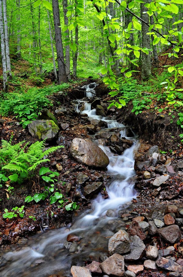 Forest Stream Flowing through Rocks and Trees Stock Image - Image of ...