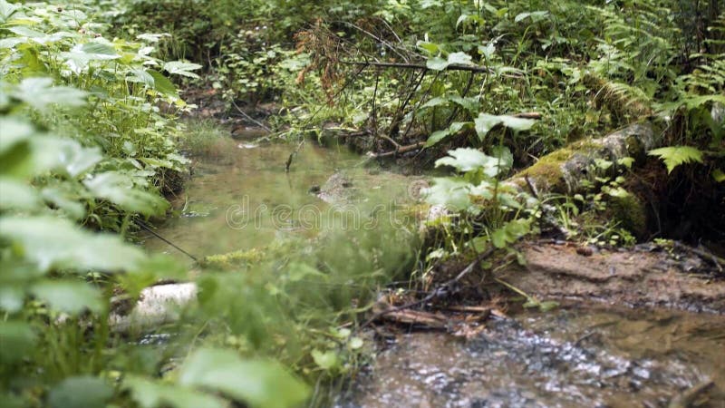 Forest Stream Flows Flowing through Branches and Green Vegetation ...