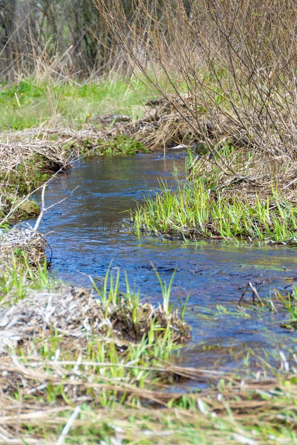 A Forest Stream Flows among Thick Grass. Stock Photo - Image of swamp ...