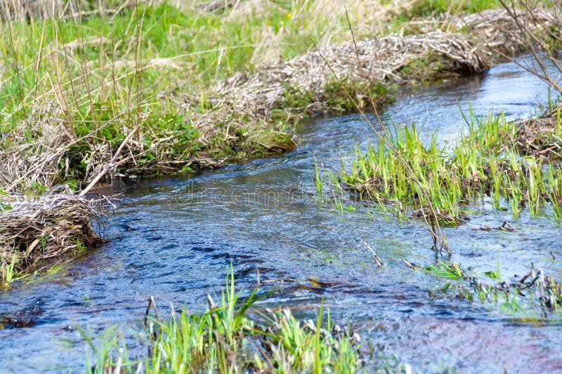 A Forest Stream Flows among Thick Grass. Stock Image - Image of marsh ...