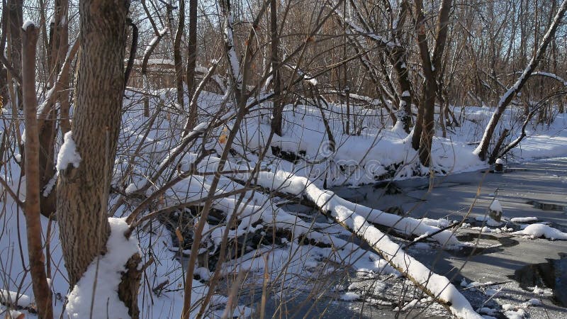 Forest Stream Flows in the Winter Forest Nature Snow, Landscape Stock ...