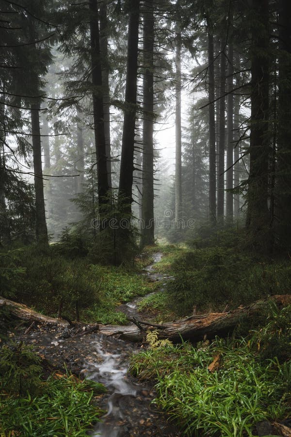 Forest Stream in a Foggy Forest. Forest Stream in the Middle of Trees ...