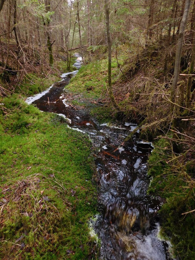 A forest stream. stock photo. Image of trees, stream - 91992462