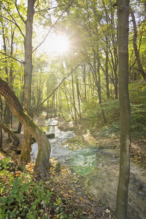 Forest Stream with Spring Flowers Stock Image - Image of nature, plant ...