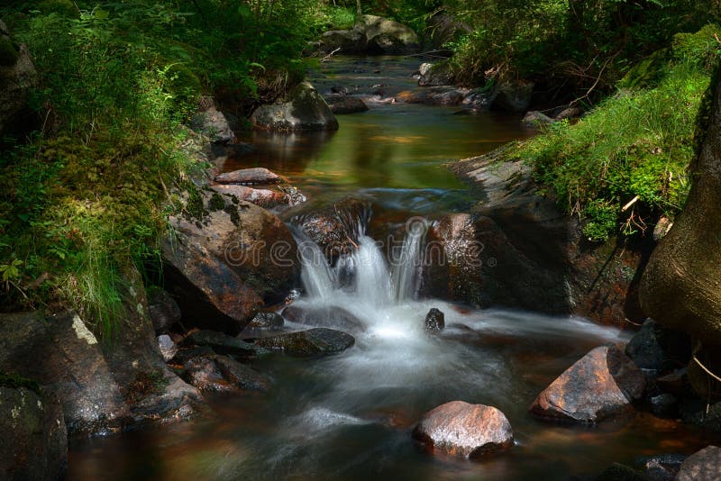 Forest stream stock image. Image of enchanted, evergreen - 74014991