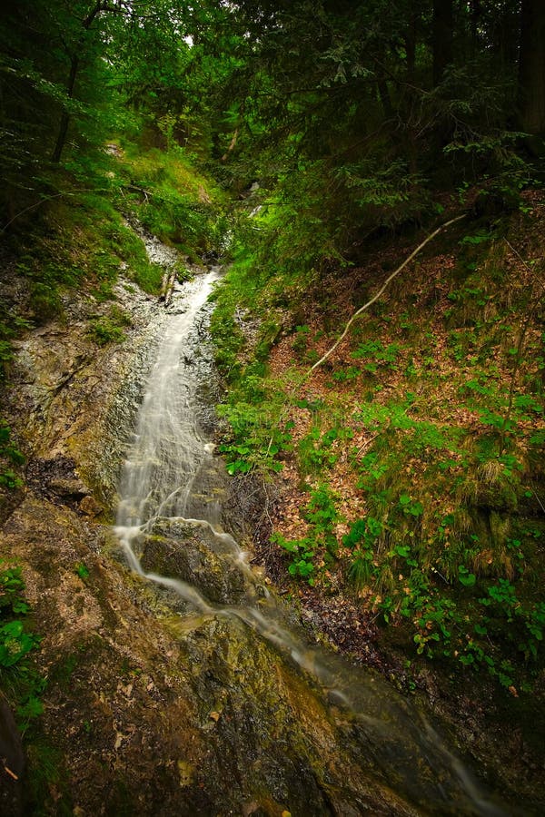 Forest Stream stock photo. Image of bush, pond, paradise - 44319054