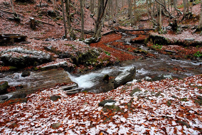 Forest stream stock image. Image of cold, ground, health - 46399617