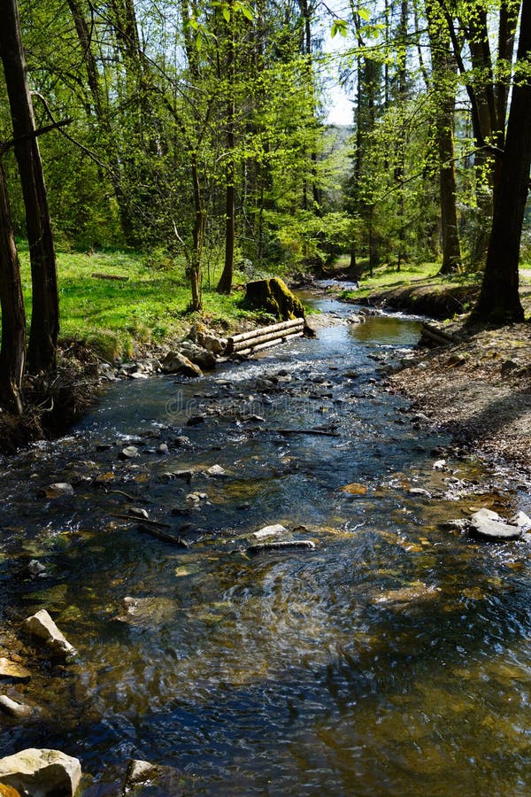 Forest stream stock photo. Image of spring, leaf, foliage - 54212812