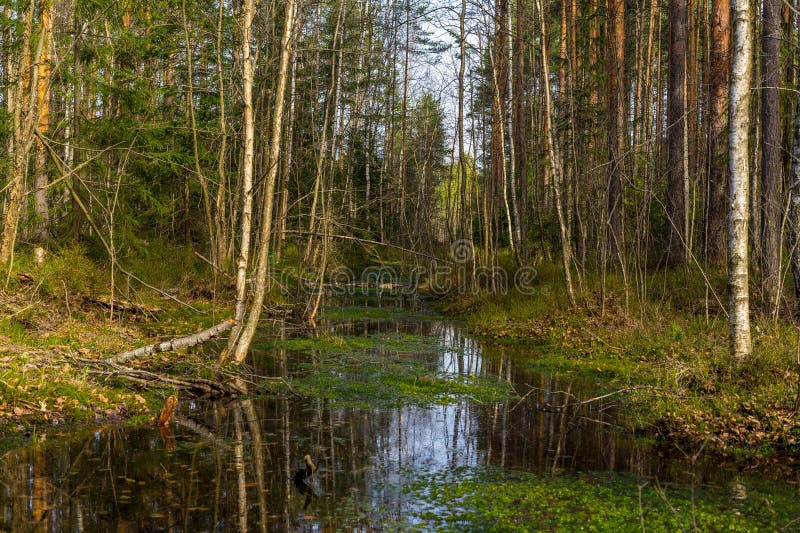 Trees Reflecting in a Natural Forest Pool Stock Photo - Image of ...