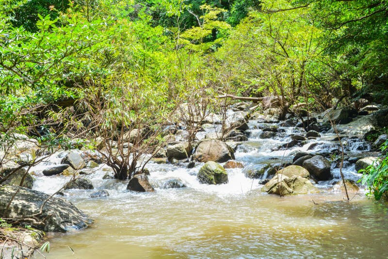 Forest stream stock image. Image of refresh, peacefulness - 54879611